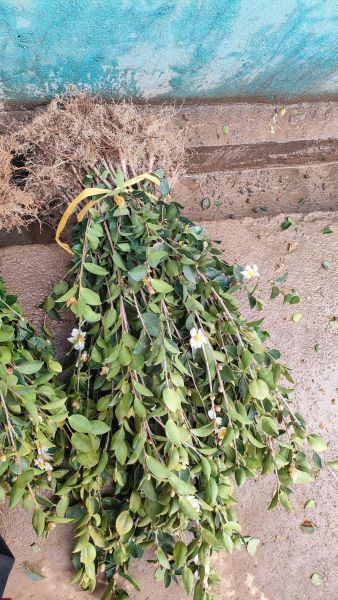 高产油茶树苗多少钱一棵_高产油茶树苗几年结果-第1张图片-山城妙识 高产油茶树苗多少钱一棵_高产油茶树苗几年结果-第1张图片-山城妙识