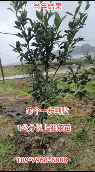 高产油茶树苗多少钱一棵_高产油茶树苗几年结果-第3张图片-山城妙识 高产油茶树苗多少钱一棵_高产油茶树苗几年结果-第3张图片-山城妙识