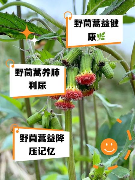 野茼蒿有毒吗_野茼蒿能吃吗-第1张图片-山城妙识 野茼蒿有毒吗_野茼蒿能吃吗-第1张图片-山城妙识