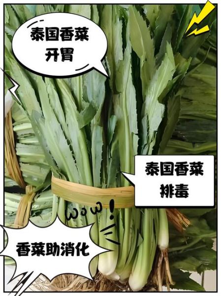 香菜壮阳是真的吗_香菜怎么吃才补肾-第2张图片-山城妙识 香菜壮阳是真的吗_香菜怎么吃才补肾-第2张图片-山城妙识