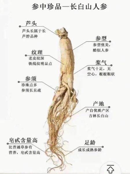 鲜人参怎么吃_鲜人参的吃法与禁忌-第2张图片-山城妙识 鲜人参怎么吃_鲜人参的吃法与禁忌-第2张图片-山城妙识