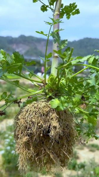 香菜壮阳是真的吗_香菜怎么吃才补肾-第3张图片-山城妙识 香菜壮阳是真的吗_香菜怎么吃才补肾-第3张图片-山城妙识