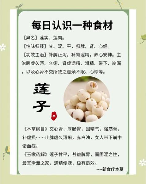 莲子有什么功效与作用_莲子哪些人不能吃-第2张图片-山城妙识 莲子有什么功效与作用_莲子哪些人不能吃-第2张图片-山城妙识