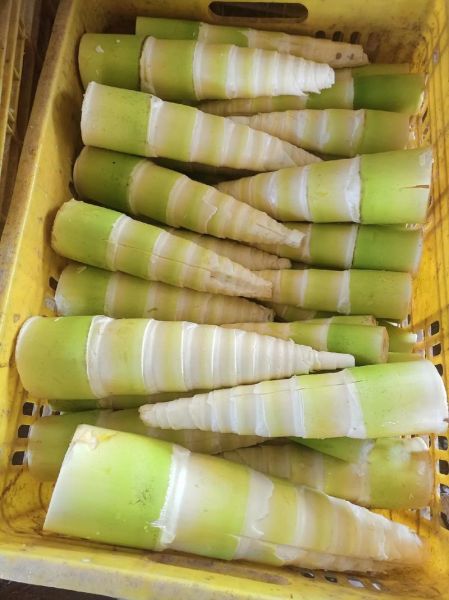 麻竹笋怎么做好吃_麻竹笋焯水几分钟-第2张图片-山城妙识