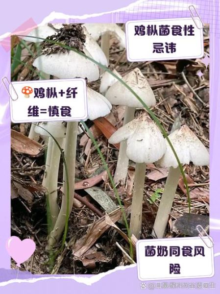 鸡枞菌不能和什么一起吃_哪些人不宜吃鸡枞菌-第1张图片-山城妙识