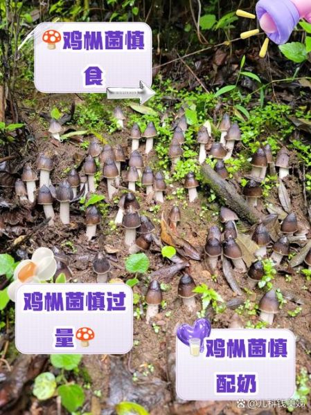 鸡枞菌不能和什么一起吃_哪些人不宜吃鸡枞菌-第2张图片-山城妙识