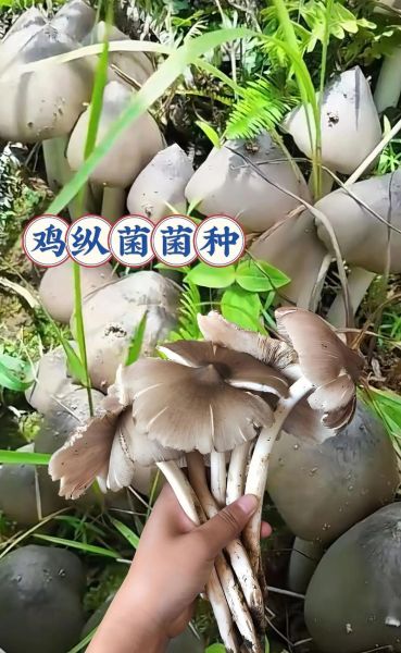 鸡枞菌不能和什么一起吃_哪些人不宜吃鸡枞菌-第3张图片-山城妙识