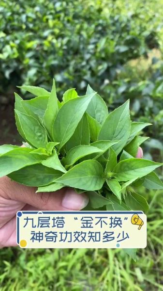 金不换是不是九层塔_区别与用途全解析-第1张图片-山城妙识 金不换是不是九层塔_区别与用途全解析-第1张图片-山城妙识
