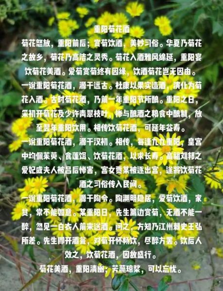 重阳节喝什么酒_菊花酒还是黄酒-第2张图片-山城妙识 重阳节喝什么酒_菊花酒还是黄酒-第2张图片-山城妙识