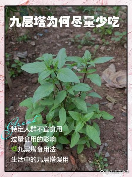 金不换是不是九层塔_区别与用途全解析-第2张图片-山城妙识 金不换是不是九层塔_区别与用途全解析-第2张图片-山城妙识