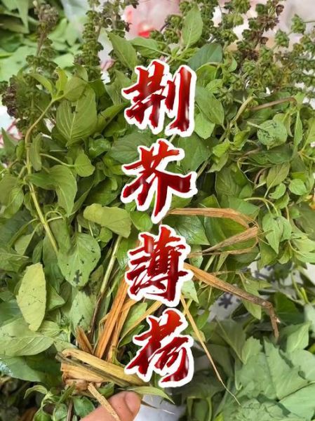 金不换是不是九层塔_区别与用途全解析-第3张图片-山城妙识 金不换是不是九层塔_区别与用途全解析-第3张图片-山城妙识