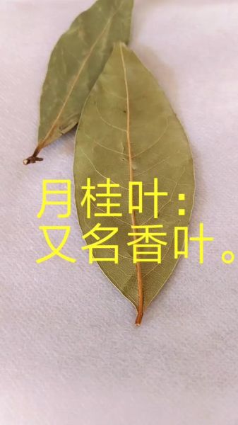 香叶是什么_香叶和月桂叶一样吗-第1张图片-山城妙识 香叶是什么_香叶和月桂叶一样吗-第1张图片-山城妙识