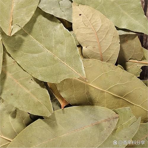 香叶是什么_香叶和月桂叶一样吗-第2张图片-山城妙识 香叶是什么_香叶和月桂叶一样吗-第2张图片-山城妙识