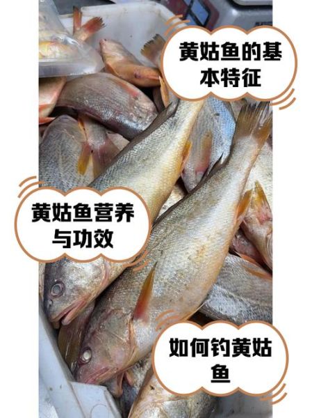 黄姑鱼的营养价值_黄姑鱼适合什么人吃-第2张图片-山城妙识 黄姑鱼的营养价值_黄姑鱼适合什么人吃-第2张图片-山城妙识