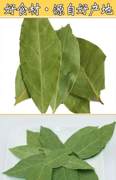 香叶是什么_香叶和月桂叶一样吗-第3张图片-山城妙识 香叶是什么_香叶和月桂叶一样吗-第3张图片-山城妙识