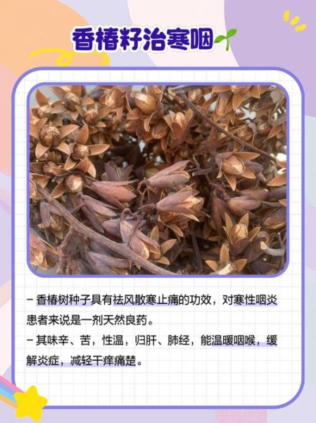 香椿籽可以治糖尿病吗_香椿籽降血糖是真的吗-第1张图片-山城妙识 香椿籽可以治糖尿病吗_香椿籽降血糖是真的吗-第1张图片-山城妙识