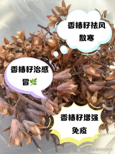 香椿籽可以治糖尿病吗_香椿籽降血糖是真的吗-第2张图片-山城妙识 香椿籽可以治糖尿病吗_香椿籽降血糖是真的吗-第2张图片-山城妙识