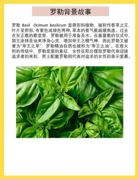 罗勒精油的功效与作用_罗勒精油怎么用-第1张图片-山城妙识 罗勒精油的功效与作用_罗勒精油怎么用-第1张图片-山城妙识