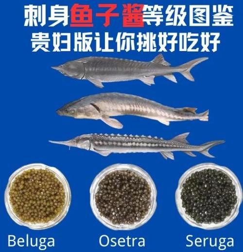 鲟鱼鱼子酱怎么吃_鲟鱼鱼子酱的正确吃法-第3张图片-山城妙识 鲟鱼鱼子酱怎么吃_鲟鱼鱼子酱的正确吃法-第3张图片-山城妙识