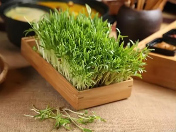 菜之初芽苗菜加盟靠谱吗_加盟费多少钱-第2张图片-山城妙识 菜之初芽苗菜加盟靠谱吗_加盟费多少钱-第2张图片-山城妙识