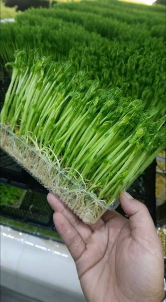 菜之初芽苗菜加盟靠谱吗_加盟费多少钱-第3张图片-山城妙识 菜之初芽苗菜加盟靠谱吗_加盟费多少钱-第3张图片-山城妙识