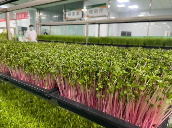 菜之初芽苗菜加盟靠谱吗_加盟费多少钱-第1张图片-山城妙识 菜之初芽苗菜加盟靠谱吗_加盟费多少钱-第1张图片-山城妙识