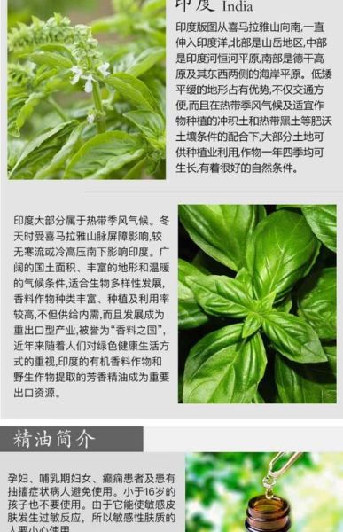罗勒精油的功效与作用_罗勒精油怎么用-第3张图片-山城妙识 罗勒精油的功效与作用_罗勒精油怎么用-第3张图片-山城妙识