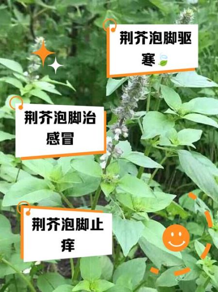 荆芥的功效与作用_荆芥怎么吃效果最好-第3张图片-山城妙识 荆芥的功效与作用_荆芥怎么吃效果最好-第3张图片-山城妙识