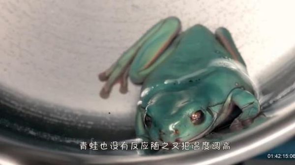 温水煮青蛙是真的吗_科学实验揭秘-第1张图片-山城妙识 温水煮青蛙是真的吗_科学实验揭秘-第1张图片-山城妙识