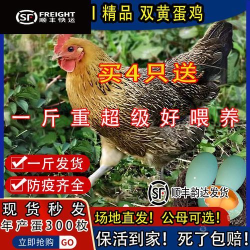 麻鸡价格今日多少钱一斤_麻鸡批发价最新行情-第1张图片-山城妙识 麻鸡价格今日多少钱一斤_麻鸡批发价最新行情-第1张图片-山城妙识
