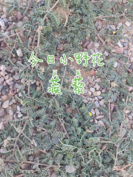 蒺藜怎么读_蒺藜的功效与作用-第1张图片-山城妙识 蒺藜怎么读_蒺藜的功效与作用-第1张图片-山城妙识