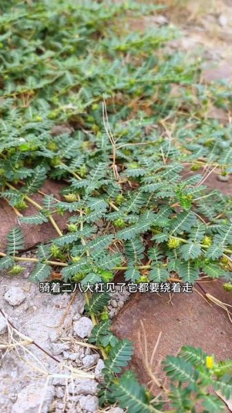 蒺藜怎么读_蒺藜的功效与作用-第3张图片-山城妙识 蒺藜怎么读_蒺藜的功效与作用-第3张图片-山城妙识