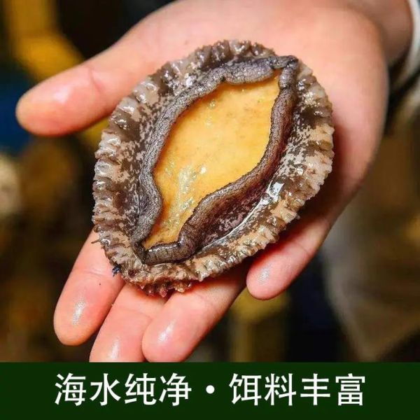 鲍鱼多少钱一斤_鲍鱼价格为什么差异大-第1张图片-山城妙识