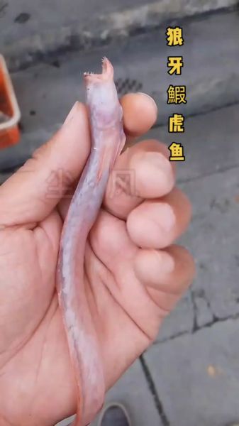 狼鱼怎么吃_狼鱼怎么做好吃-第1张图片-山城妙识 狼鱼怎么吃_狼鱼怎么做好吃-第1张图片-山城妙识