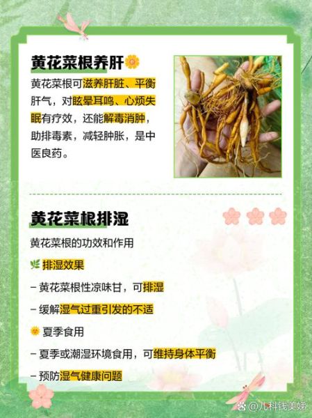 黄花菜根煮水喝有毒吗_黄花菜根中毒症状-第2张图片-山城妙识 黄花菜根煮水喝有毒吗_黄花菜根中毒症状-第2张图片-山城妙识
