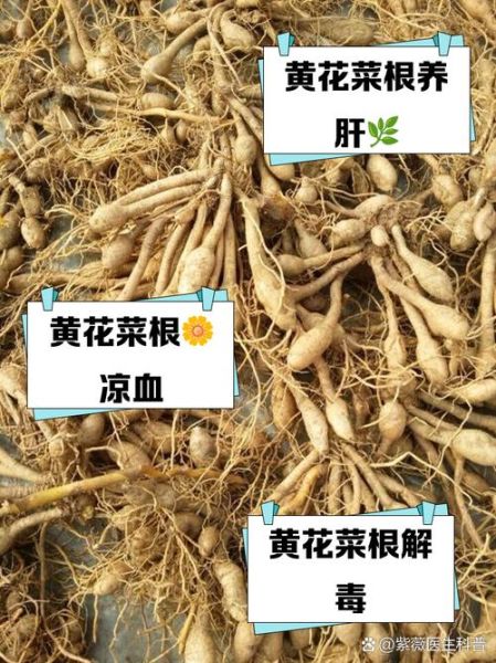 黄花菜根煮水喝有毒吗_黄花菜根中毒症状-第1张图片-山城妙识 黄花菜根煮水喝有毒吗_黄花菜根中毒症状-第1张图片-山城妙识