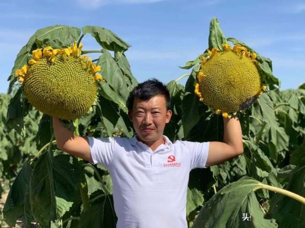 葵花视频怎么下载_葵花视频会员多少钱-第3张图片-山城妙识 葵花视频怎么下载_葵花视频会员多少钱-第3张图片-山城妙识