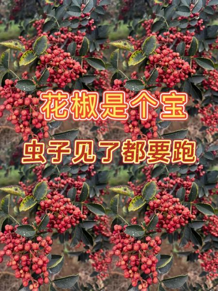 花椒水治霉菌几天能好_花椒水治霉菌正确用法-第2张图片-山城妙识 花椒水治霉菌几天能好_花椒水治霉菌正确用法-第2张图片-山城妙识
