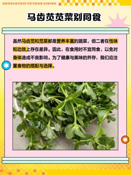 马齿苋不能和什么同吃_马齿苋相克食物有哪些-第3张图片-山城妙识 马齿苋不能和什么同吃_马齿苋相克食物有哪些-第3张图片-山城妙识