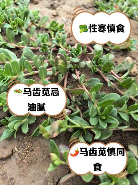 马齿苋不能和什么同吃_马齿苋相克食物有哪些-第2张图片-山城妙识 马齿苋不能和什么同吃_马齿苋相克食物有哪些-第2张图片-山城妙识