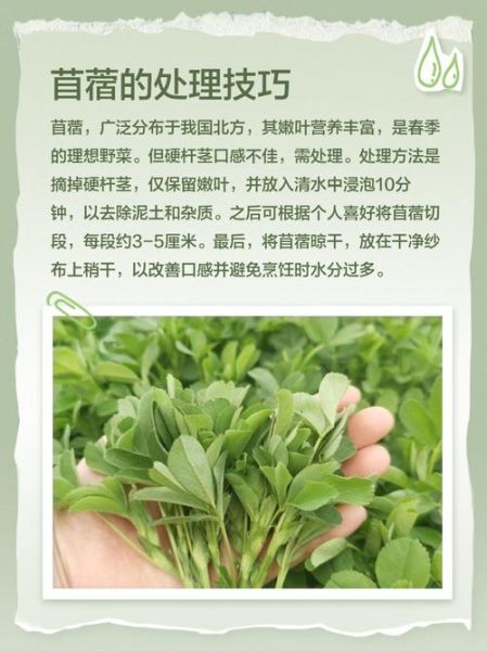 苜蓿柿子还是木须柿子_哪个才是正宗叫法-第1张图片-山城妙识 苜蓿柿子还是木须柿子_哪个才是正宗叫法-第1张图片-山城妙识