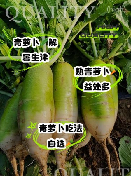 生吃青萝卜能减肥吗_生吃青萝卜的功效与作用-第3张图片-山城妙识 生吃青萝卜能减肥吗_生吃青萝卜的功效与作用-第3张图片-山城妙识
