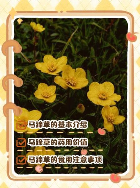 马蹄草熬水喝治疗什么_马蹄草煮水的功效与禁忌-第2张图片-山城妙识 马蹄草熬水喝治疗什么_马蹄草煮水的功效与禁忌-第2张图片-山城妙识