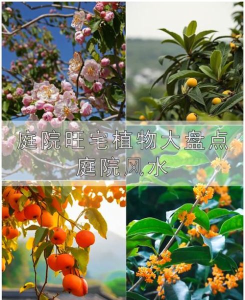 院子里最旺宅的树有哪些_院子里最旺宅的树怎么选-第1张图片-山城妙识 院子里最旺宅的树有哪些_院子里最旺宅的树怎么选-第1张图片-山城妙识