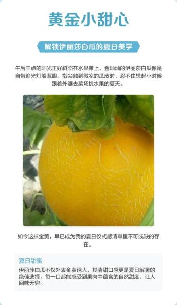 伊丽莎白瓜怎么吃_伊丽莎白瓜吃法大全-第2张图片-山城妙识
