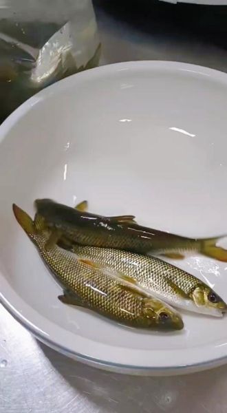 赤鳞鱼养殖技术_赤鳞鱼养殖赚钱吗-第1张图片-山城妙识 赤鳞鱼养殖技术_赤鳞鱼养殖赚钱吗-第1张图片-山城妙识