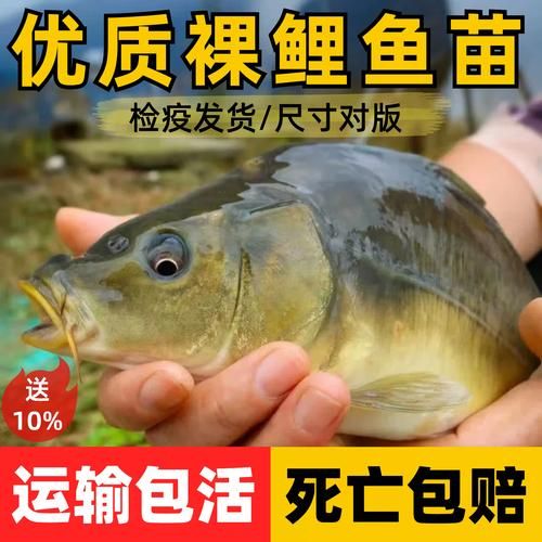 赤鳞鱼养殖技术_赤鳞鱼养殖赚钱吗-第3张图片-山城妙识 赤鳞鱼养殖技术_赤鳞鱼养殖赚钱吗-第3张图片-山城妙识