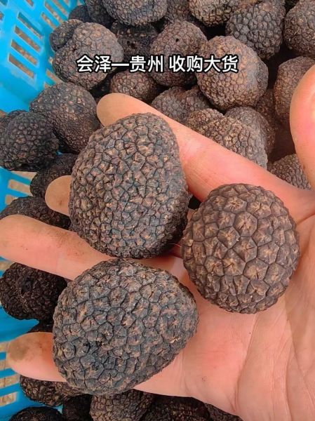 黑松露多少钱一斤_黑松露价格为什么那么贵-第1张图片-山城妙识 黑松露多少钱一斤_黑松露价格为什么那么贵-第1张图片-山城妙识