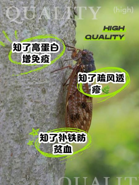 炒知了的功效与作用_孕妇能吃吗-第1张图片-山城妙识 炒知了的功效与作用_孕妇能吃吗-第1张图片-山城妙识