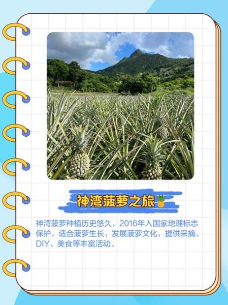 菠萝产地主要在哪个省_中国菠萝哪里最出名-第1张图片-山城妙识 菠萝产地主要在哪个省_中国菠萝哪里最出名-第1张图片-山城妙识